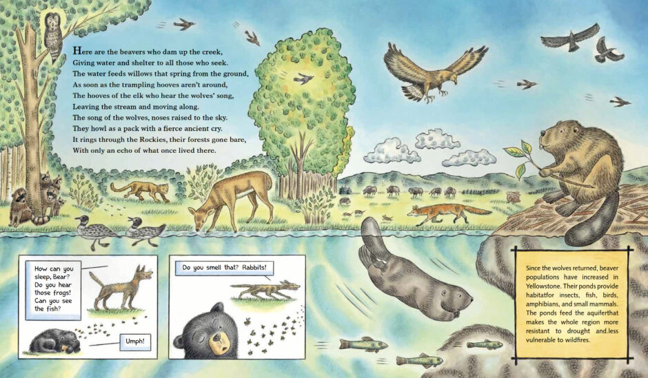 THE WOLF EFFECT ~ Beavers – Jennifer Thermes